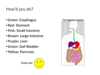 Digestive System Notes.pdf