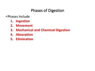 Digestive System Notes.pdf