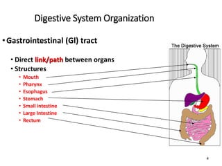 Digestive System Notes.pdf