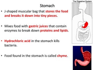 Digestive System Notes.pdf