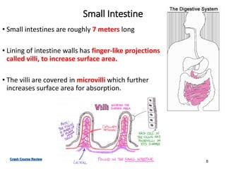 Digestive System Notes.pdf