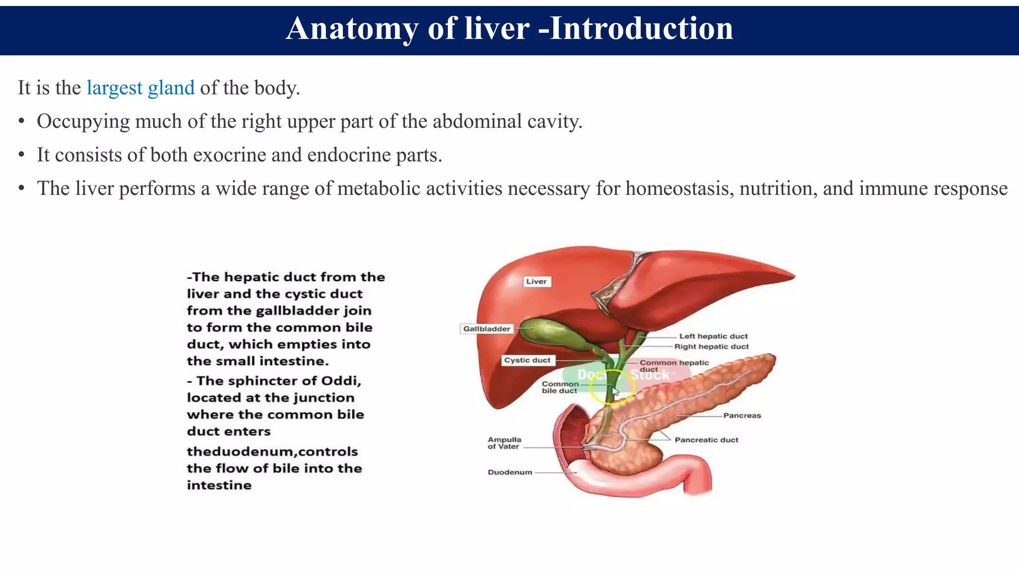 Digestive System notes.pptx