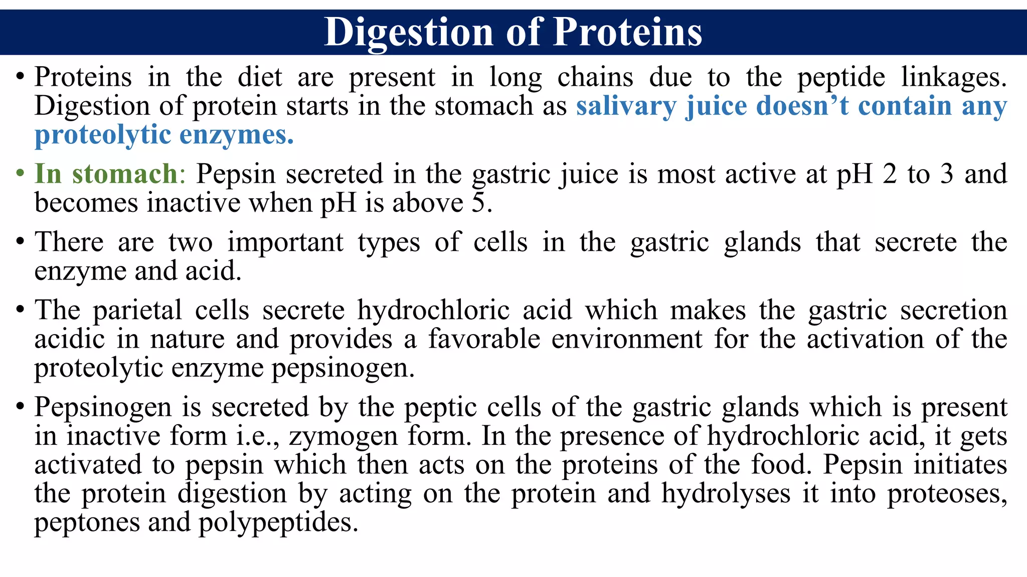 Digestive System notes.pptx