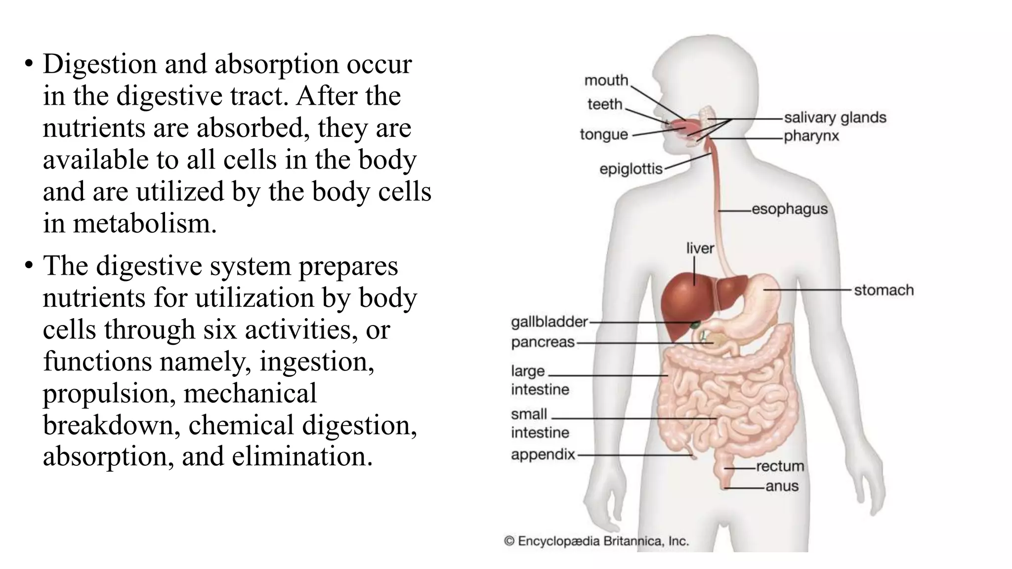 Digestive System notes.pptx