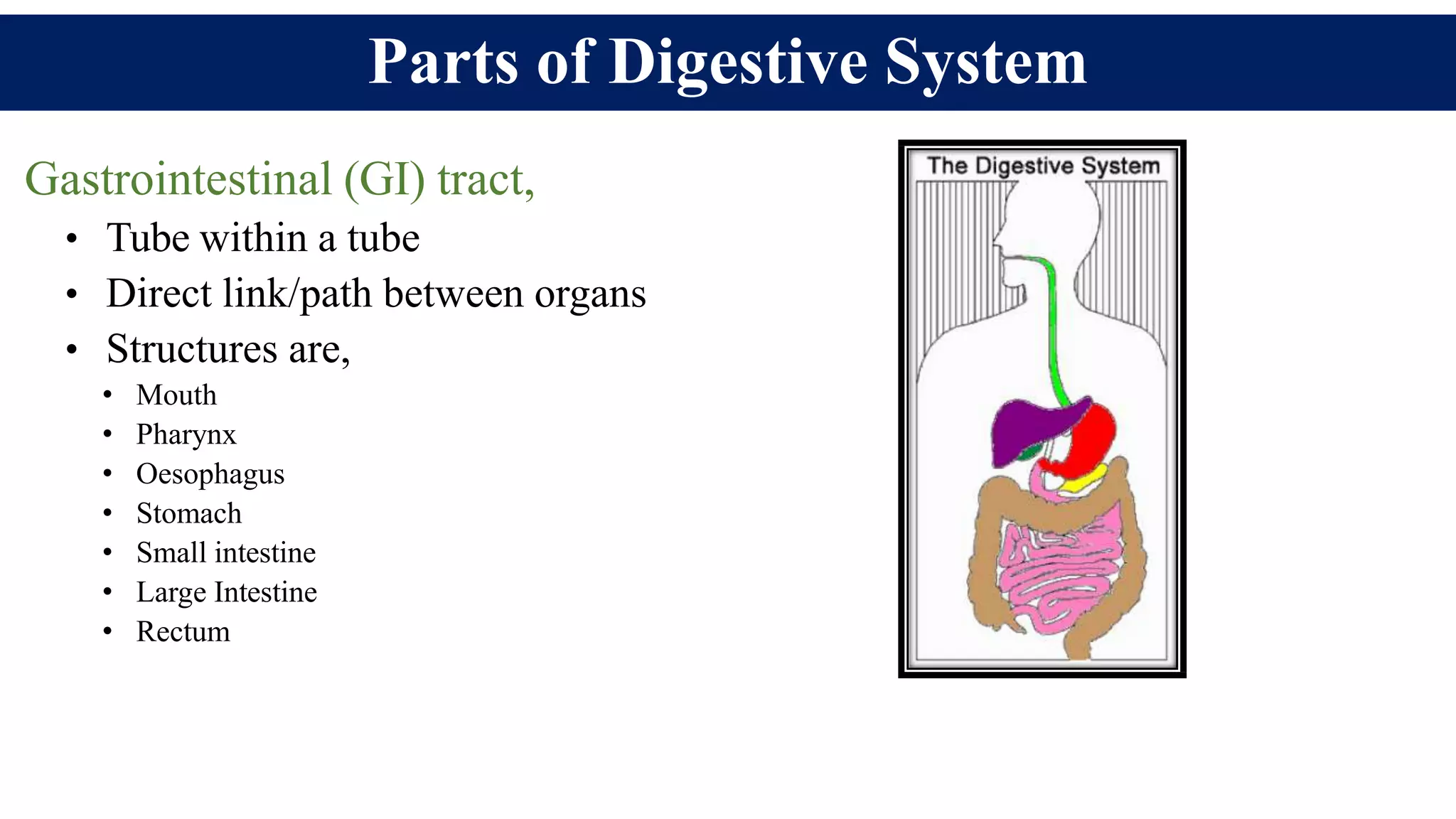 Digestive System notes.pptx