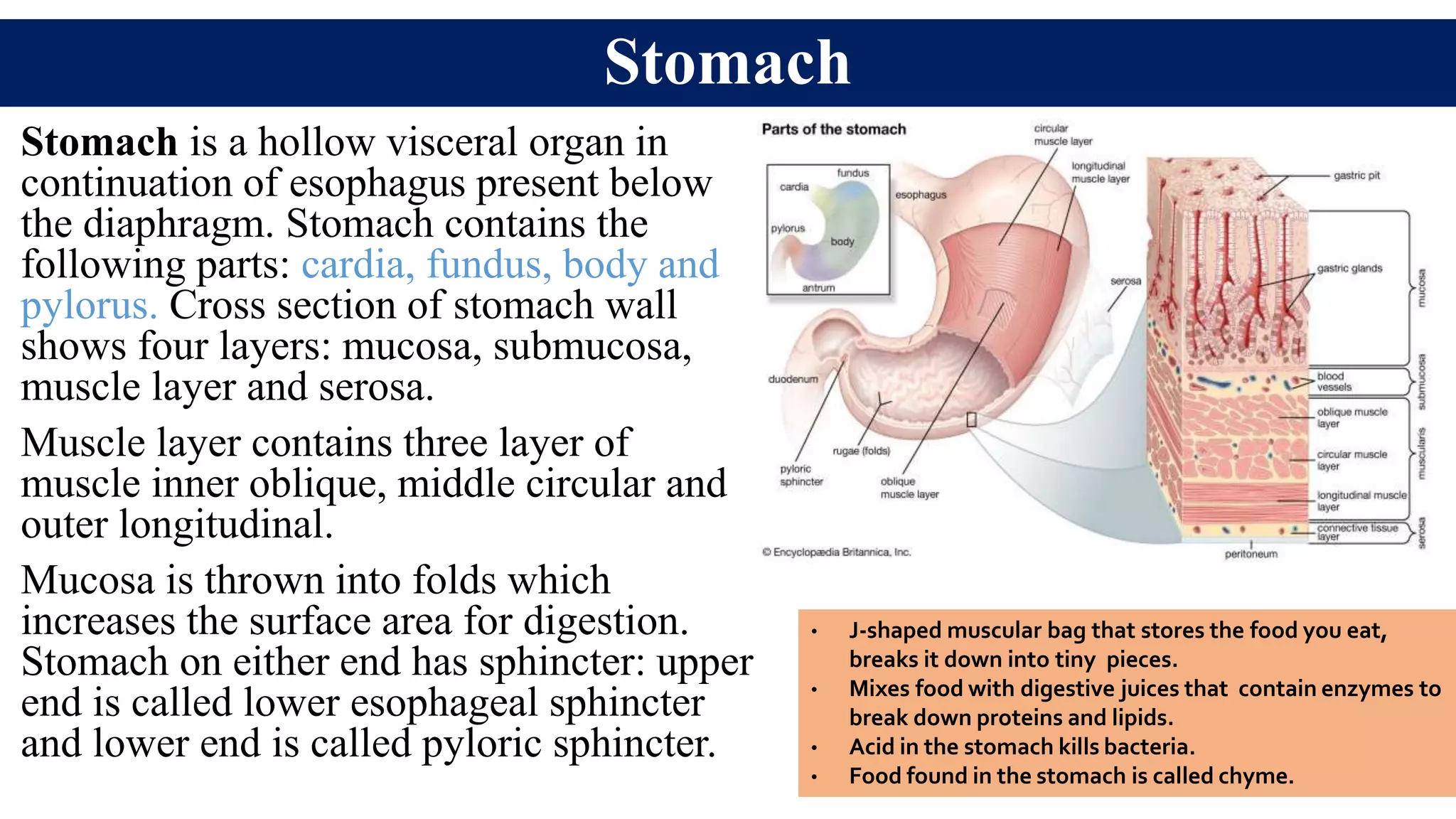 Digestive System notes.pptx