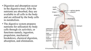 Digestive System notes.pptx