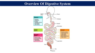 Digestive System notes.pptx