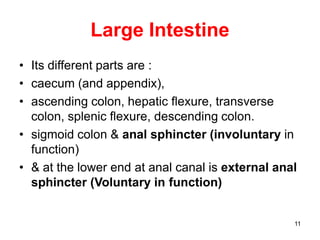 Digestive system | PPT