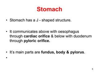 Digestive system | PPTX