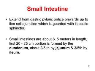 Digestive system | PPTX