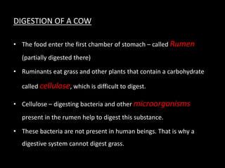 Digestive system of a cow | PPTX
