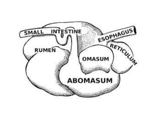 Digestive system of a cow | PPTX