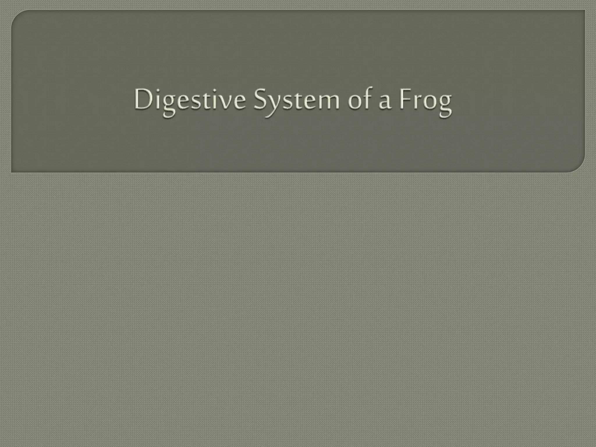 Digestive system of a frog | PPTX