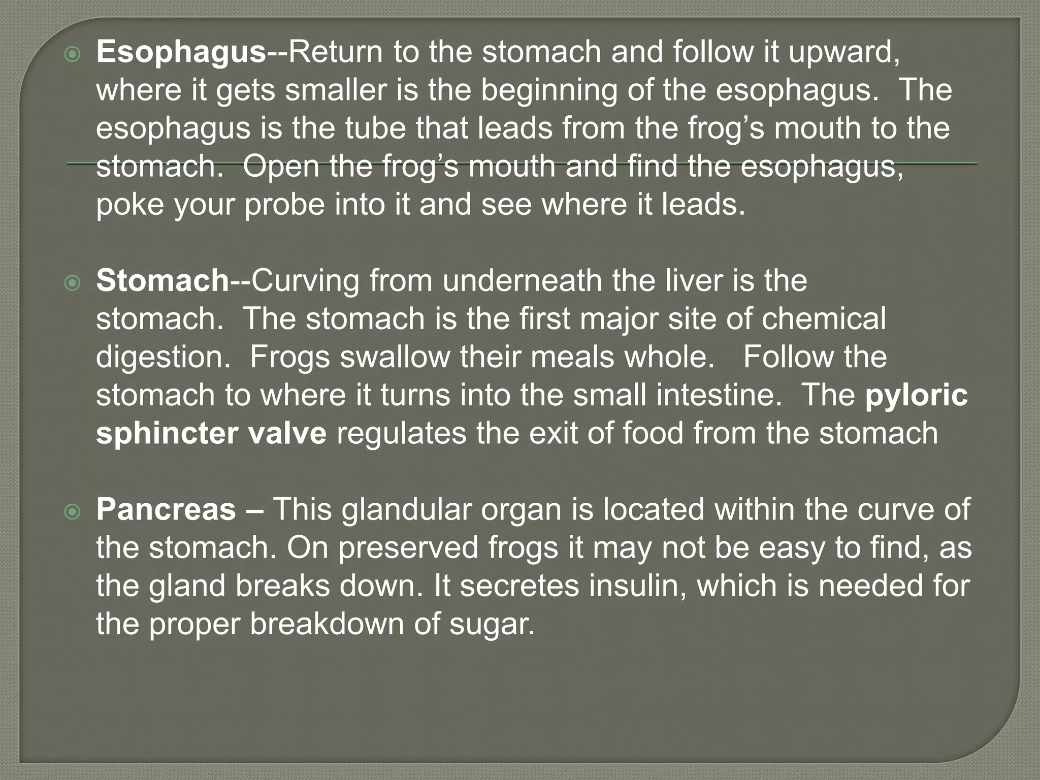 Digestive system of a frog | PPTX