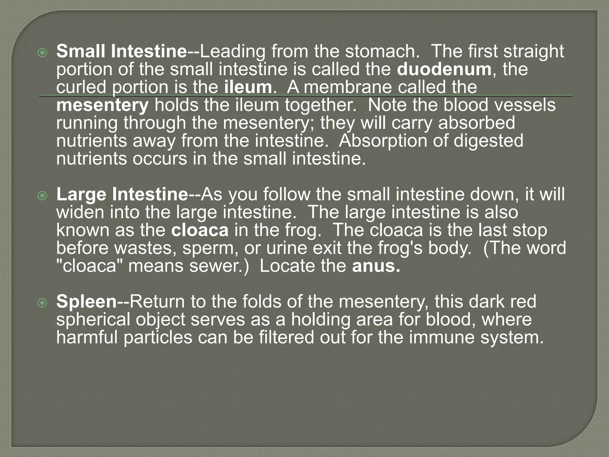 Digestive system of a frog | PPTX