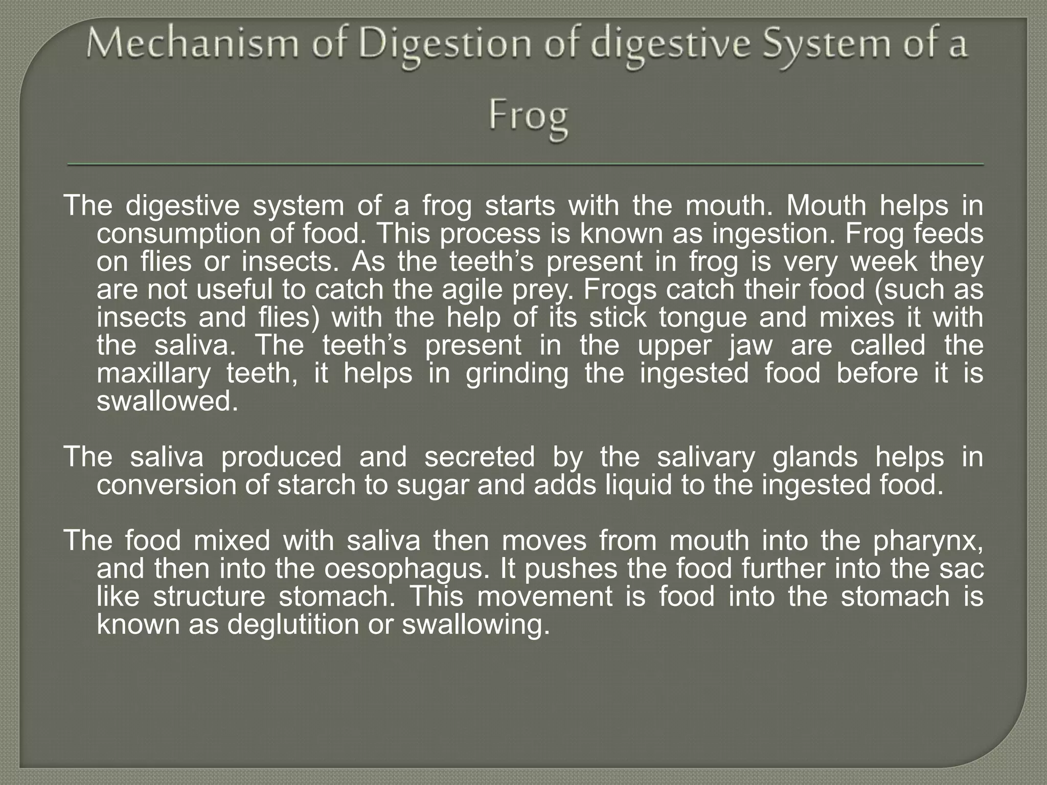 Digestive system of a frog | PPTX