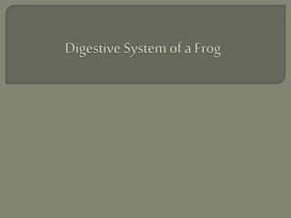Digestive system of a frog | PPTX