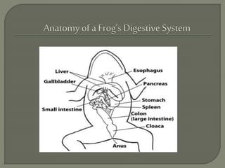 Digestive system of a frog | PPTX