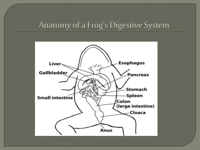 Digestive system of a frog | PPTX