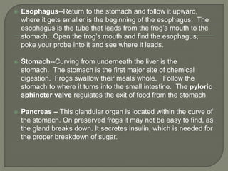Digestive system of a frog | PPTX