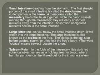 Digestive system of a frog | PPTX