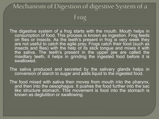 Digestive system of a frog | PPTX