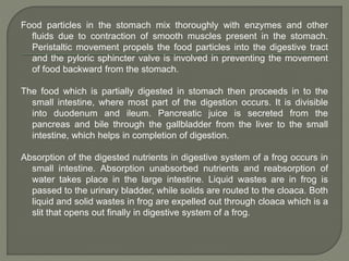 Digestive system of a frog | PPTX