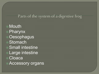 Frog Digestive System Flow Chart