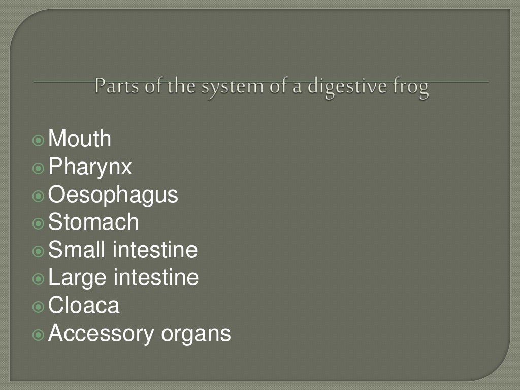 Frog digestive system - statsWas