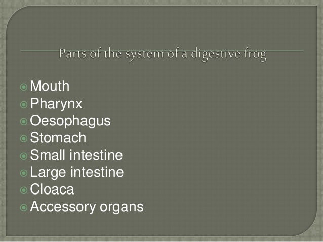 Digestive system of a frog