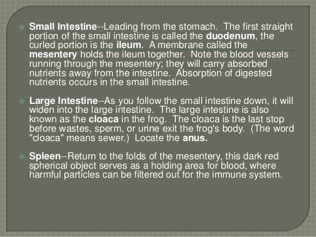 Digestive system of a frog