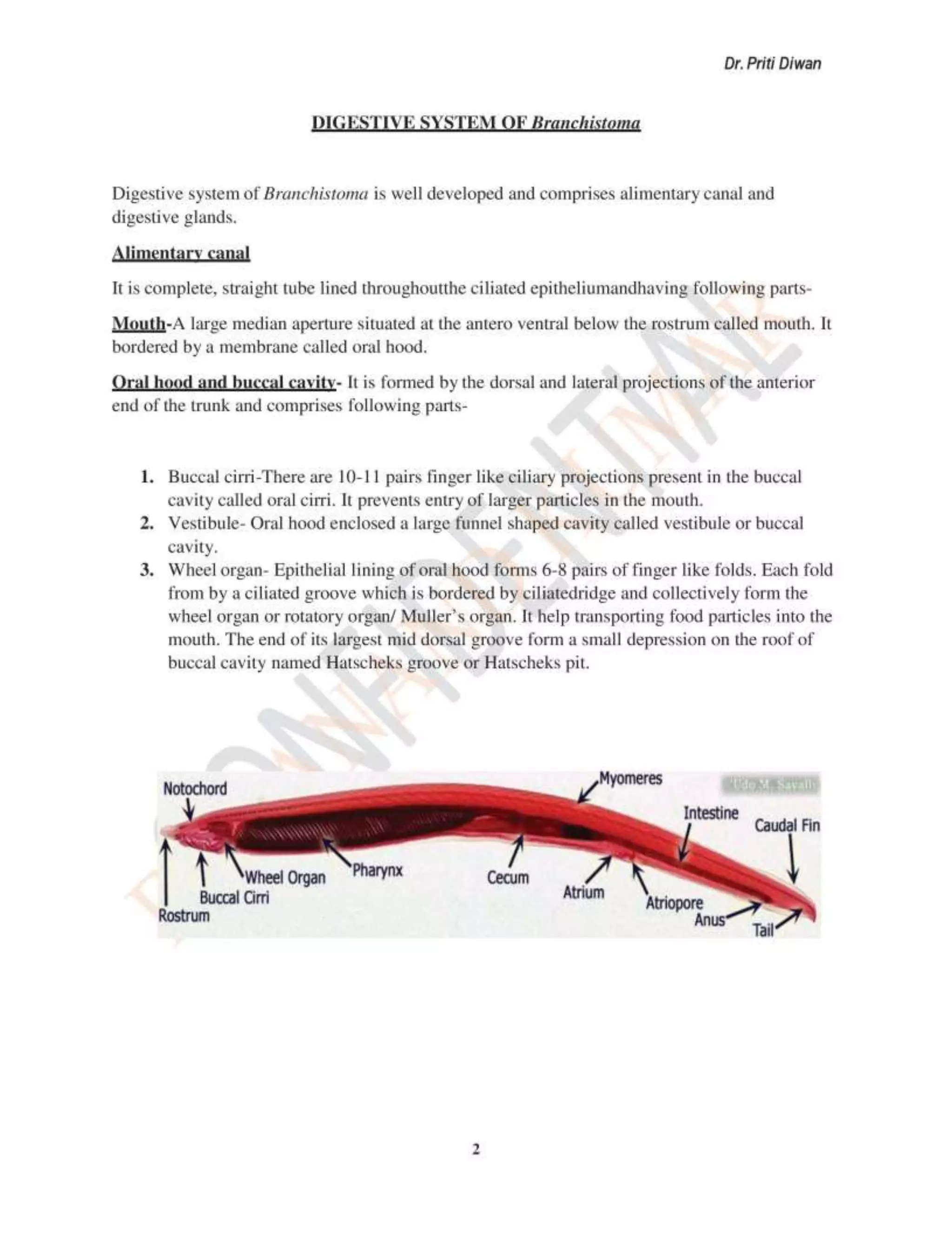 digestive system of amphioxus.ppt