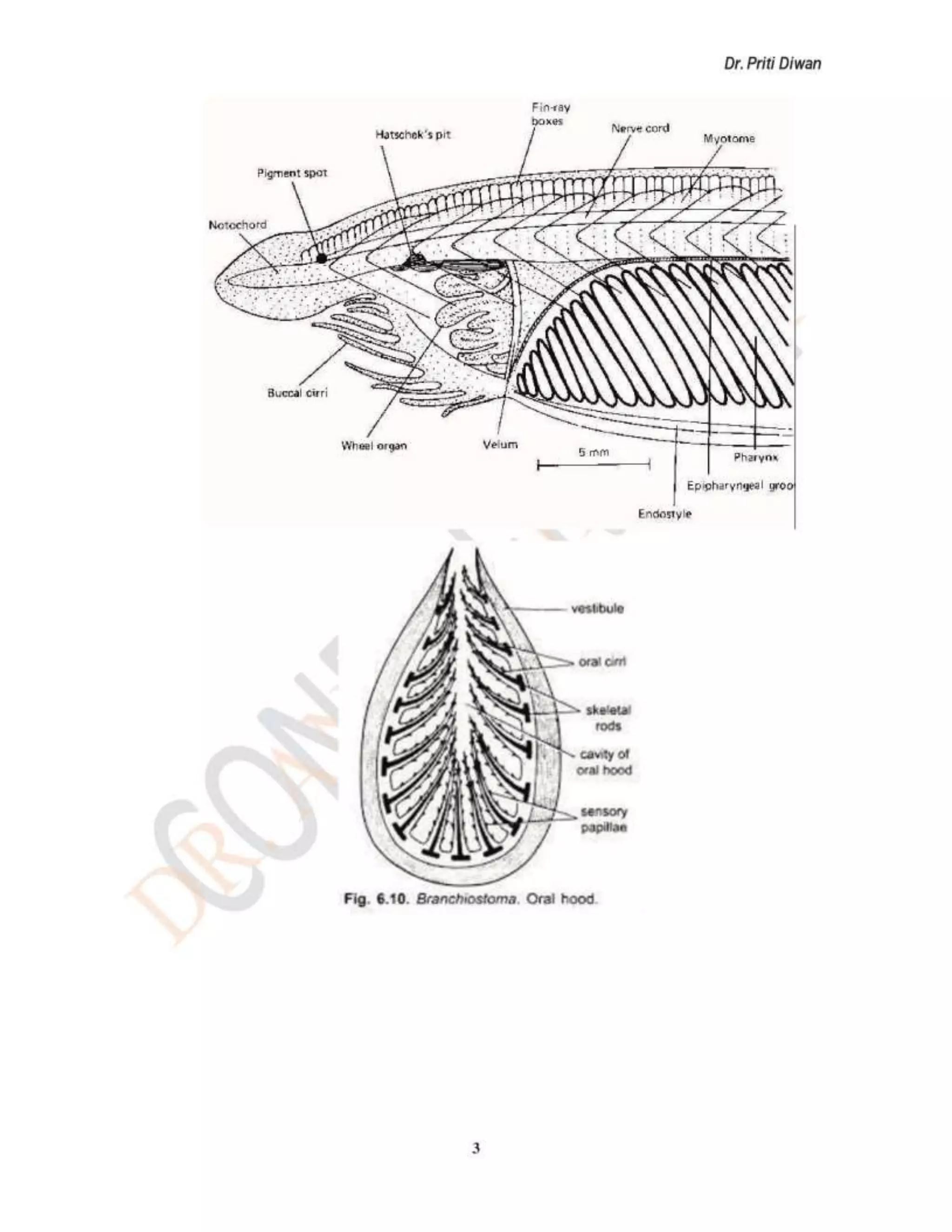digestive system of amphioxus.ppt