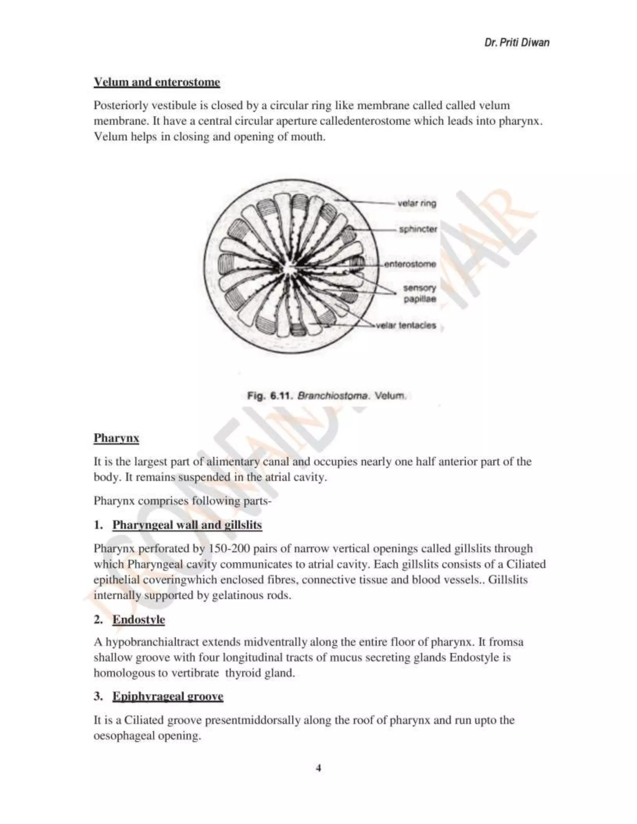 digestive system of amphioxus.ppt