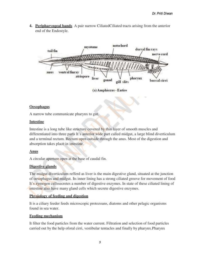 digestive system of amphioxus.ppt