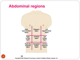 digestive system of anatomypowerpoint pres | PPT