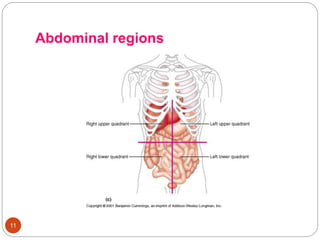 digestive system of anatomypowerpoint pres | PPT