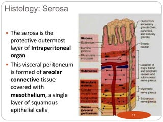 digestive system of anatomypowerpoint pres | PPT