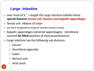 digestive system of anatomypowerpoint pres | PPT