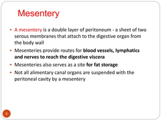 digestive system of anatomypowerpoint pres | PPT