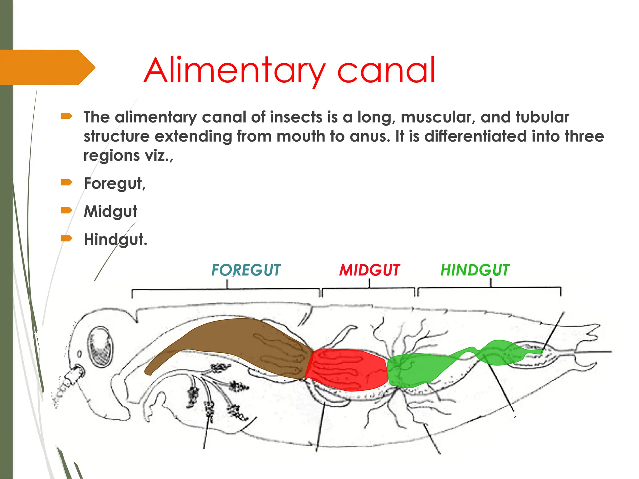 digestive system of an insects.pptx free | PPTX | Digestive Disorders ...