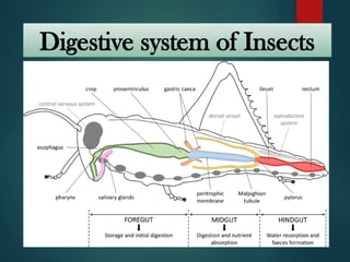 digestive system of an insects.pptx free | PPTX | Digestive Disorders ...