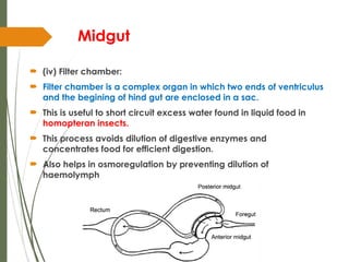 digestive system of an insects.pptx free | PPTX