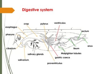 digestive system of an insects.pptx free | PPTX