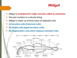 digestive system of an insects.pptx free | PPTX | Digestive Disorders ...