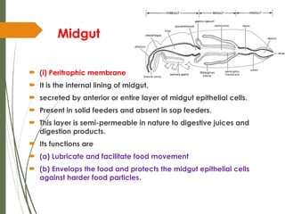 digestive system of an insects.pptx free | PPTX