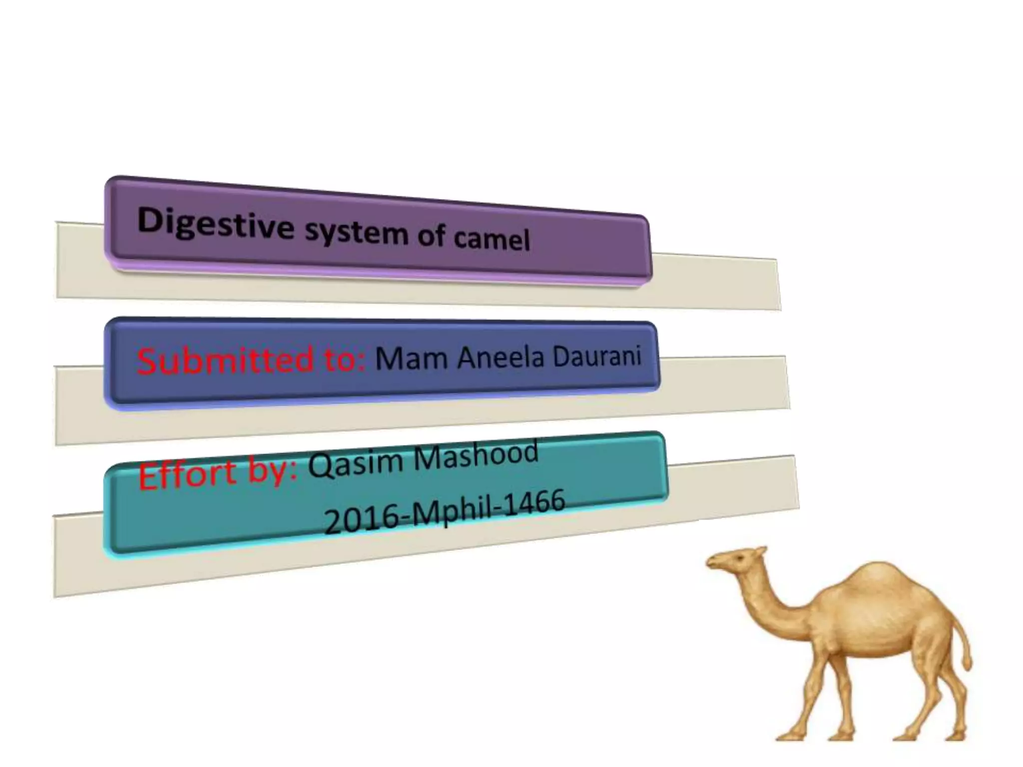Digestive system of camel | PPTX