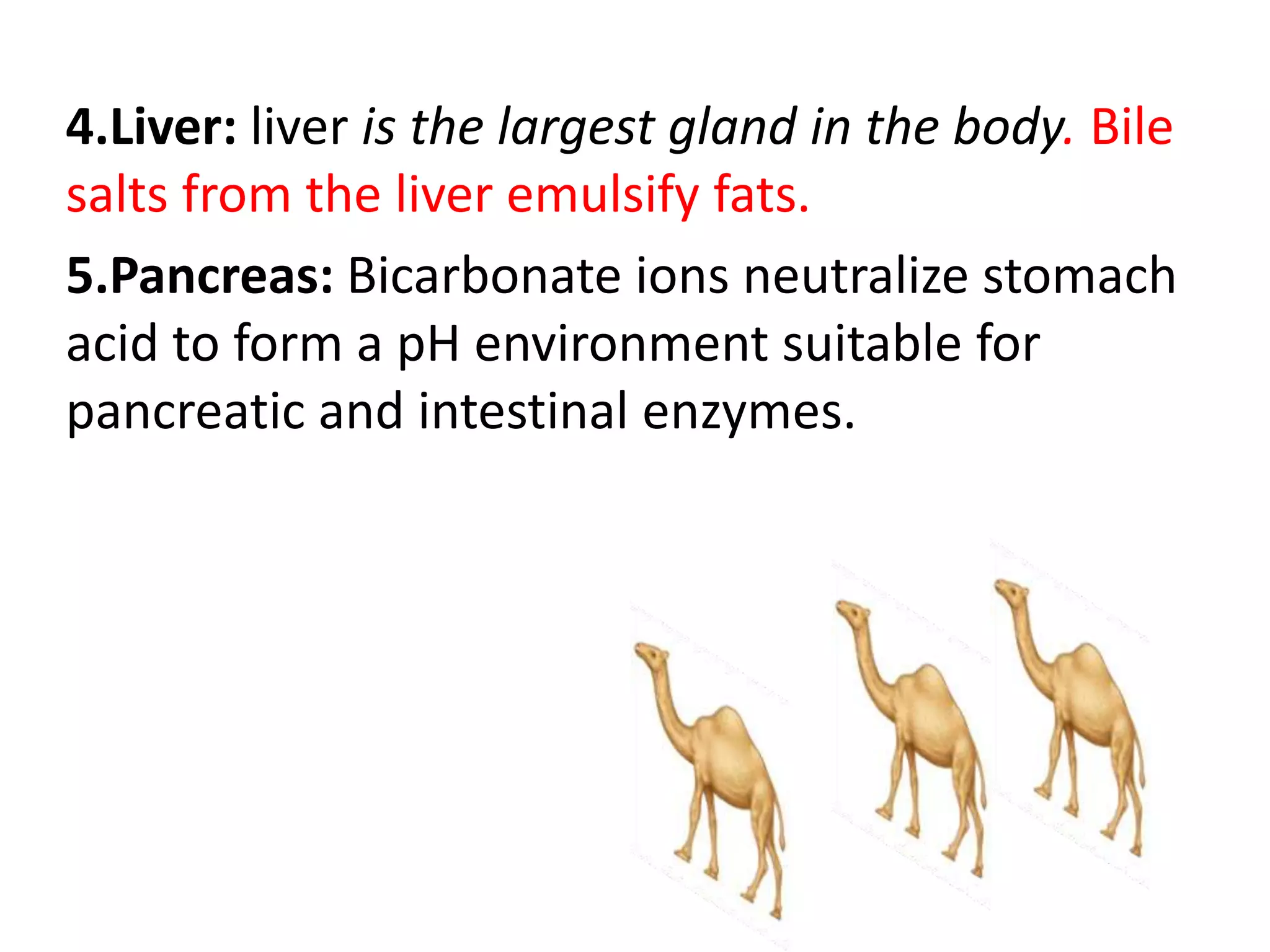 Digestive system of camel | PPTX