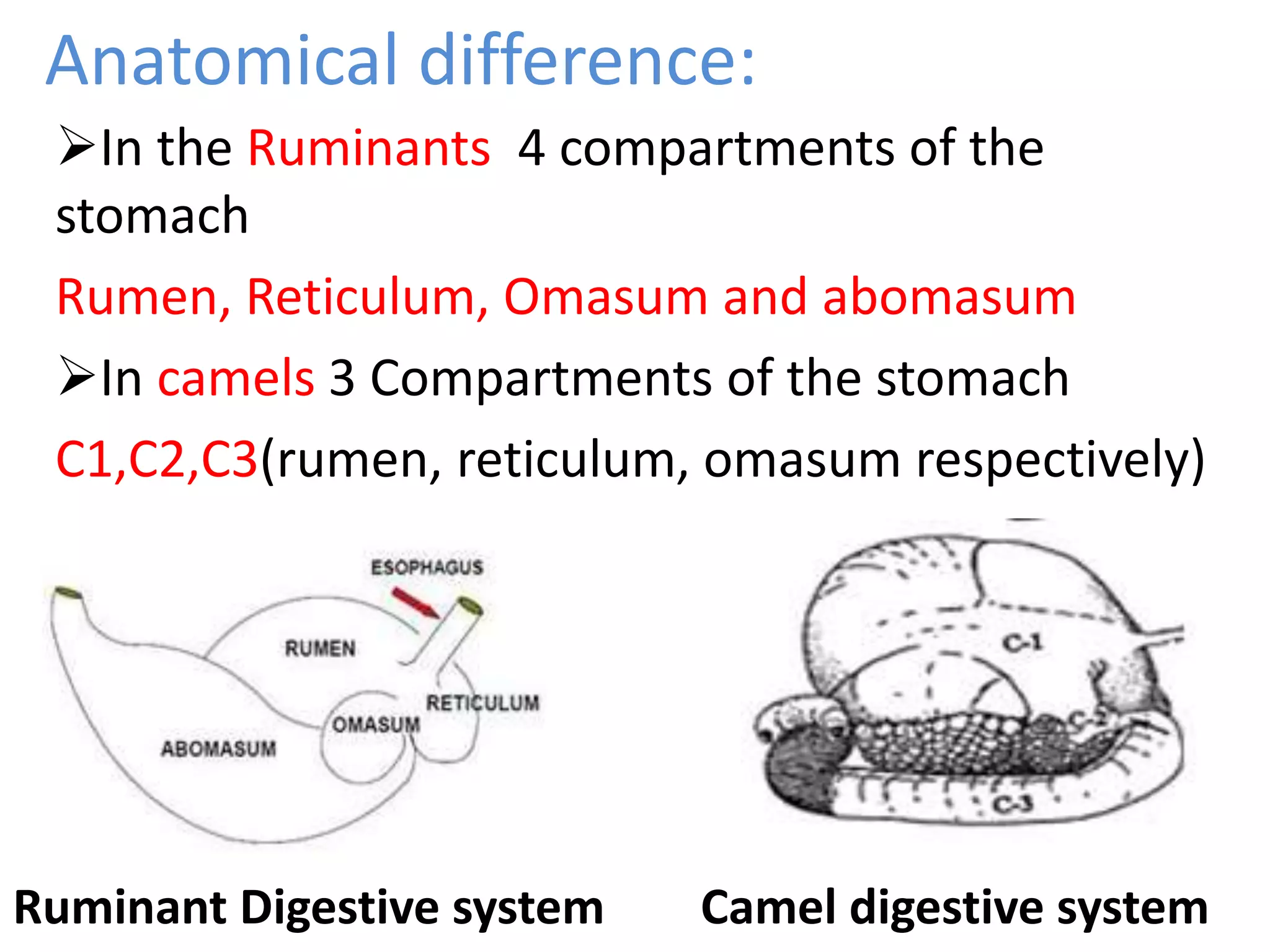 Digestive system of camel | PPTX